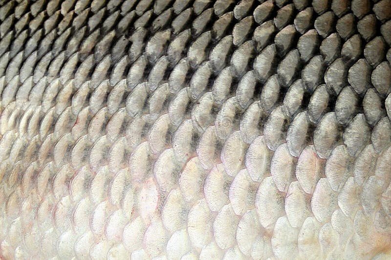 Big carp scales stock photo. Image of fresh, dinner, isolated - 9536828