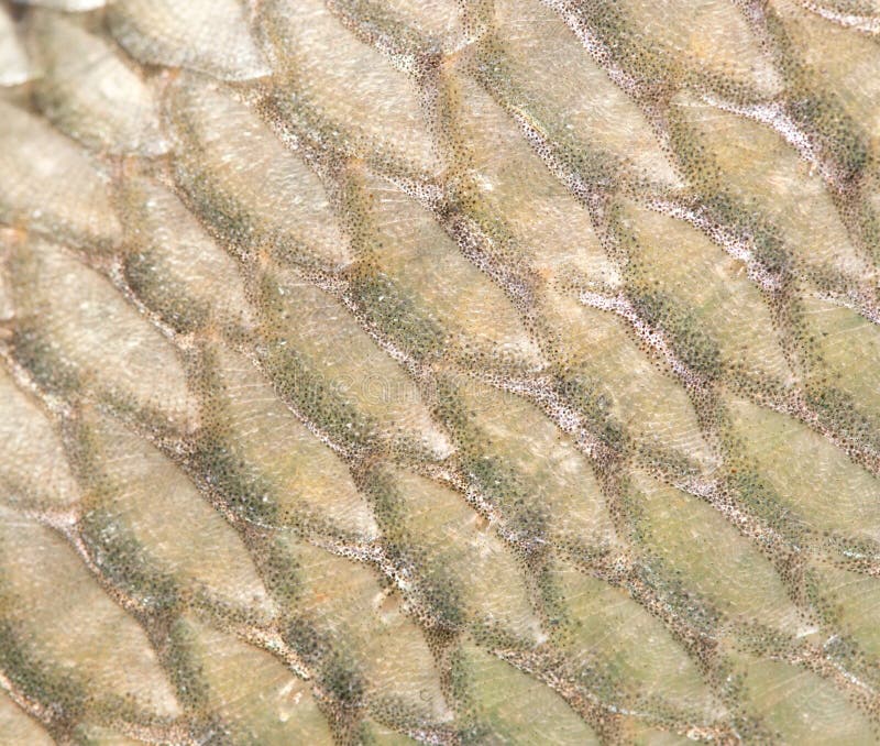 Pattern of fish scales stock photo. Image of freshwater - 95487406