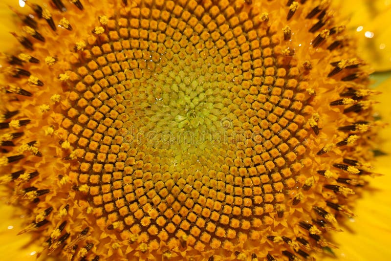 Sunflower Pod stock image. Image of macro, sunflowers, flower - 633121