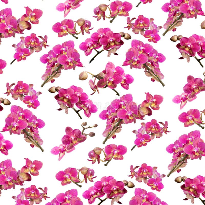 Pattern of orchids stock photo. Image of color, petal - 111409630