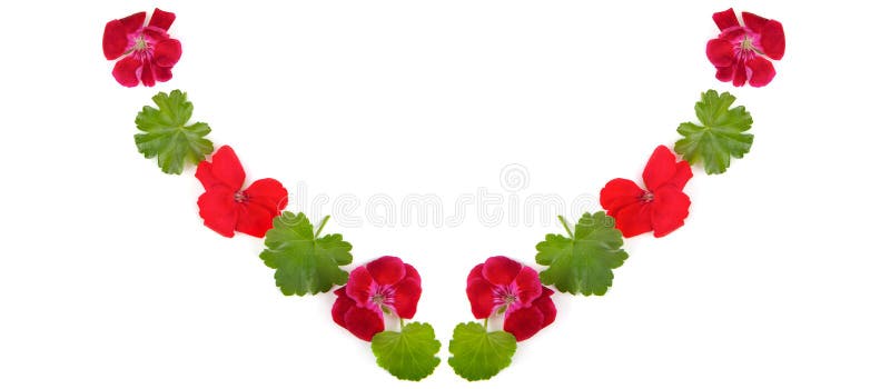 Pattern in the Form of a Heart of Geranium Flowers Isolated on a White ...