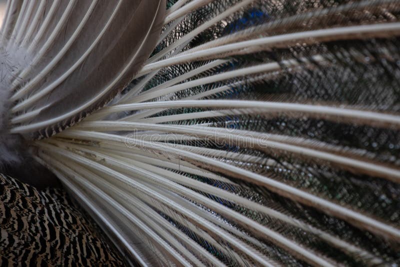 Pattern and Form L of the Male Peacock`s Tail Stock Photo - Image of ...
