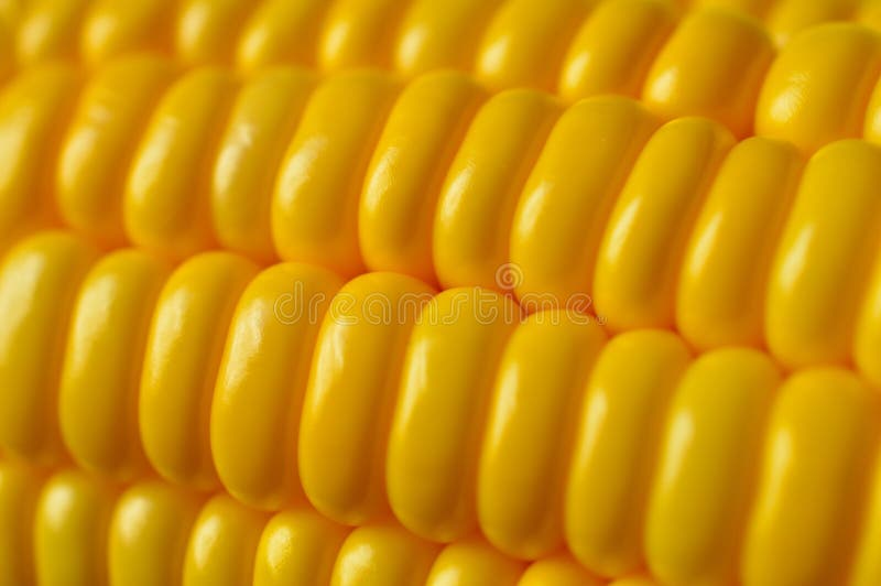 Corn cob pattern stock image. Image of delicious, farm - 193811827