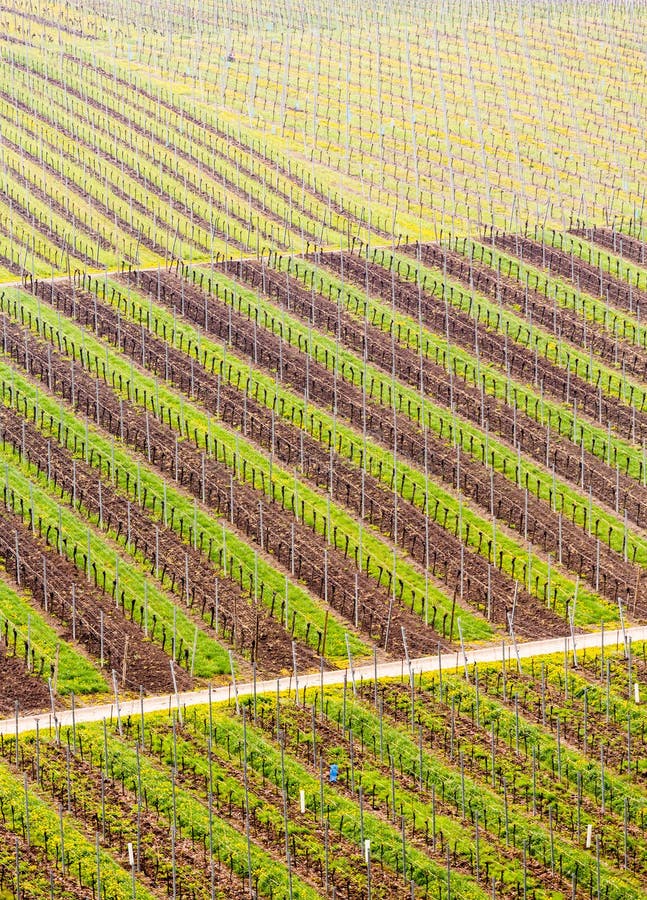 Pattern Formed by Rows of Grape Vines in Vineyard Castell Stock Image ...