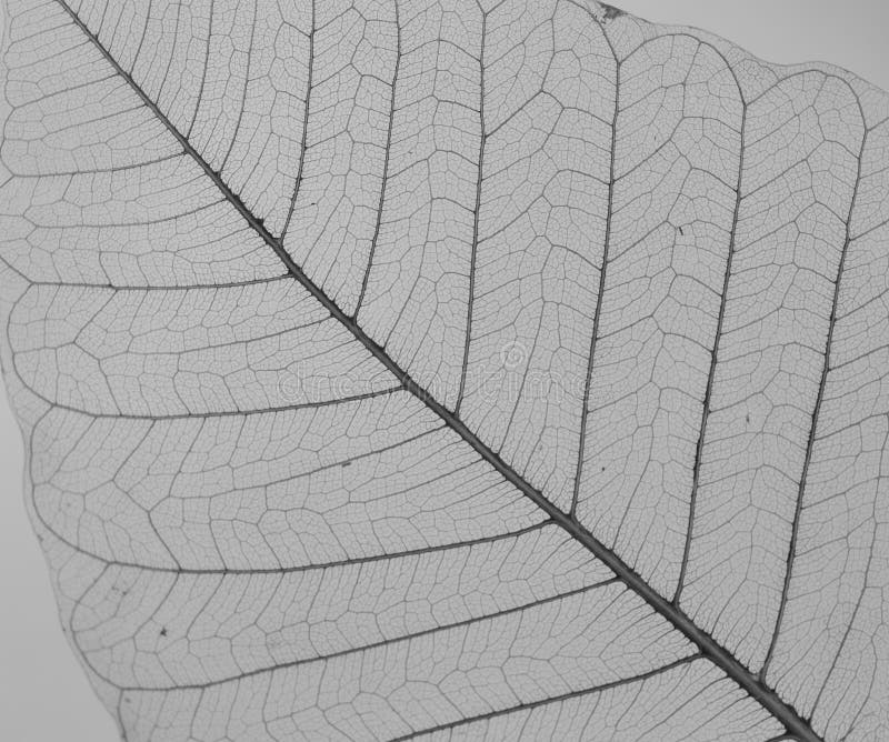 Pattern Formed by Skeleton of a Leaf Stock Photo - Image of green ...