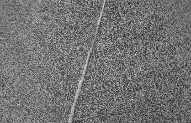 Pattern Formed by Skeleton of a Leaf Stock Photo - Image of nature ...