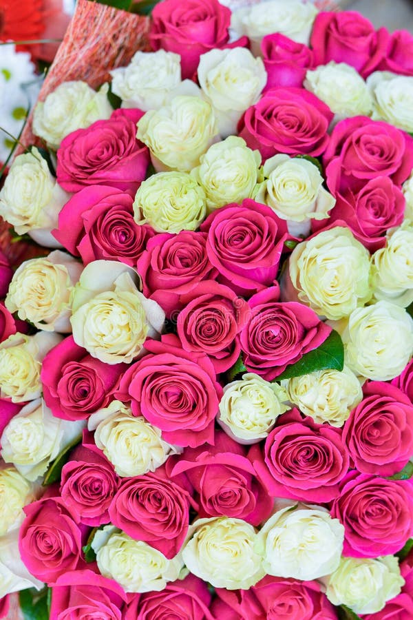 Pattern of Fresh Colorful Roses Stock Image - Image of beauty ...