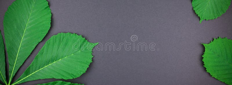 Pattern with Fresh Green Chestnut Leaves Stock Photo - Image of herb ...