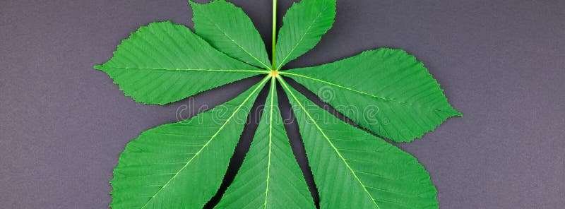 Pattern with Fresh Green Chestnut Leaves Stock Photo - Image of fresh ...