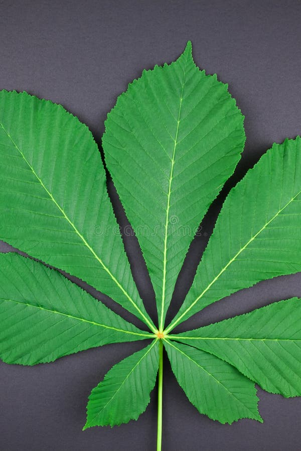 Pattern with Fresh Green Chestnut Leaves Stock Image - Image of frame ...