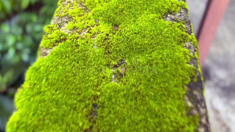 Pattern of Fresh Green Moss on the Old Stone Wall for Background Stock ...