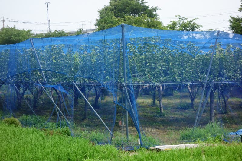 Fruit tree pattern stock image. Image of energy, protect - 214310205