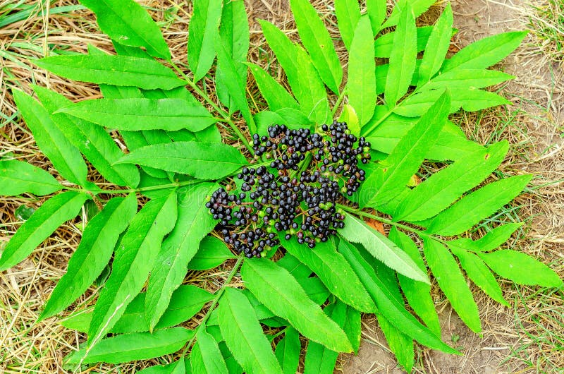 Pattern of Green Elder Leaves with Black Berries on Dry Grass Stock ...