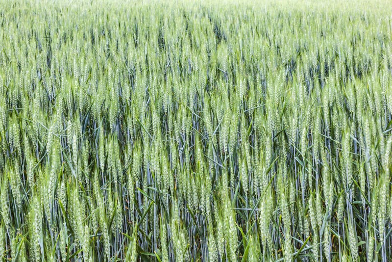 Pattern of Green Grain in Grainfield Stock Image - Image of fresh, corn ...