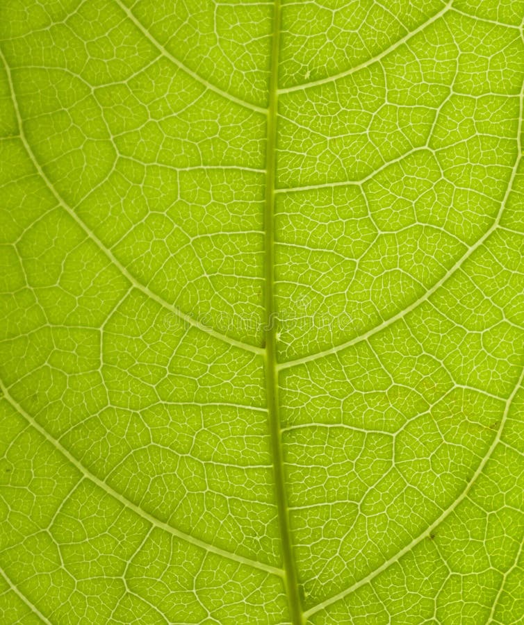 The Pattern of Green Leaf`s Structure. Stock Photo - Image of foliage ...