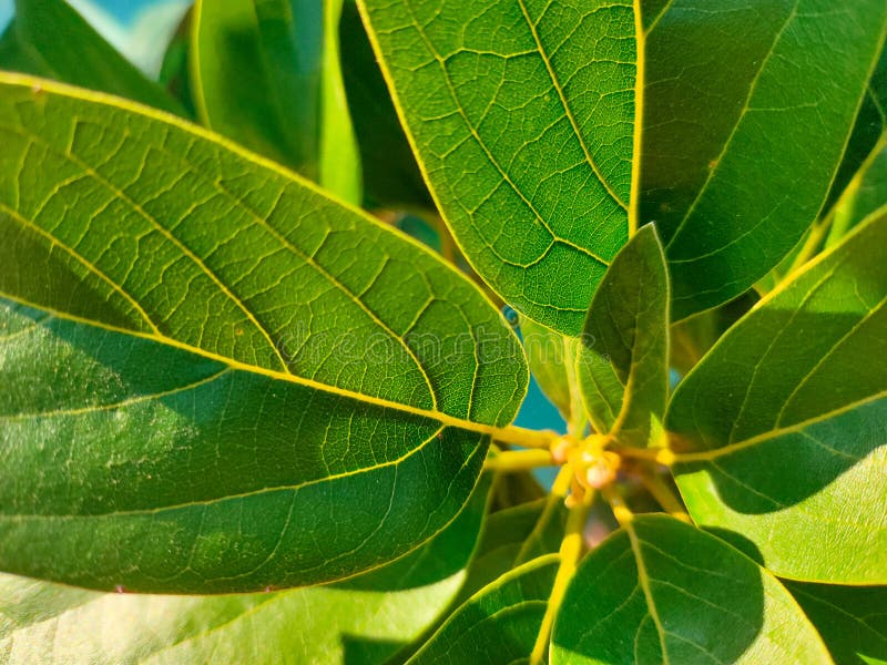 Unique and Nice Leaf Pattern Stock Image - Image of leaf, arts: 225537475