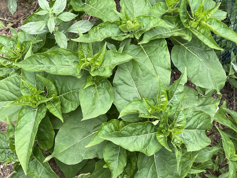 Pattern of Green Plants Called Gulbas Stock Photo - Image of leaves ...
