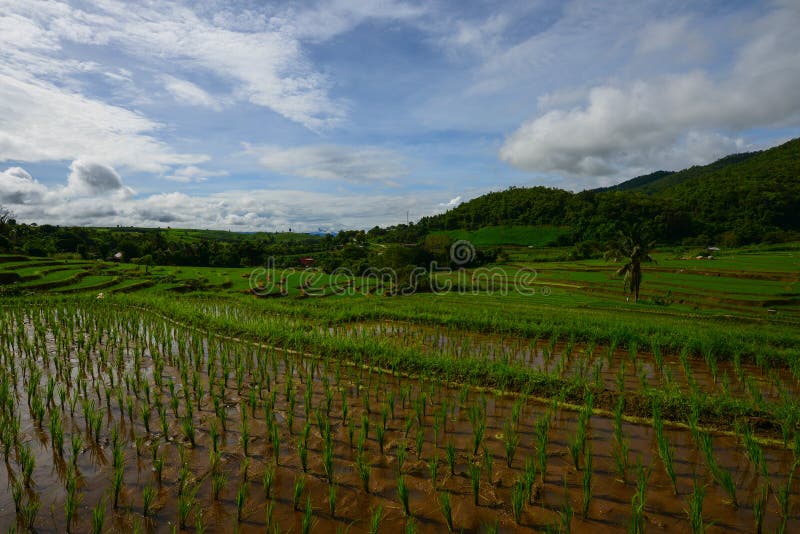 The Pattern of Green Terraced Rice Field Stock Photo - Image of field ...