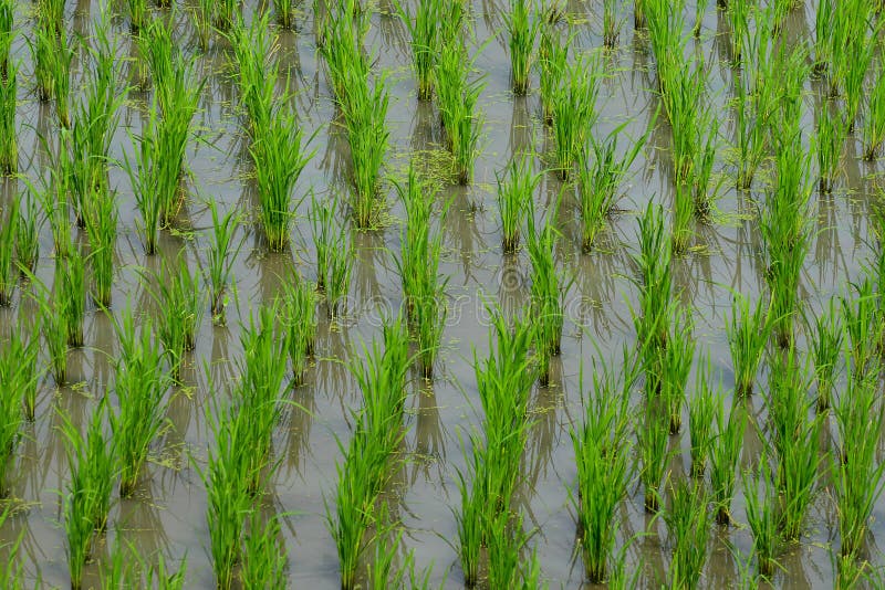 The Pattern of Green Terraced Rice Field Stock Photo - Image of sunset ...