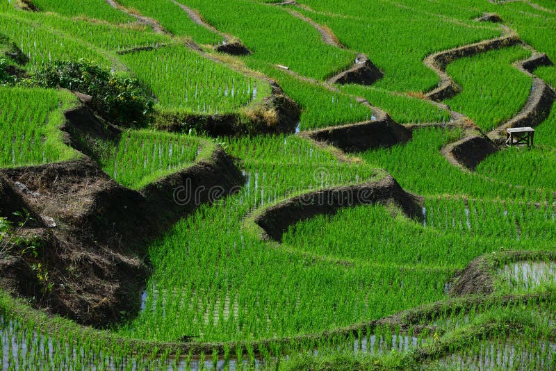 The Pattern of Green Terraced Rice Field Stock Image - Image of hill ...