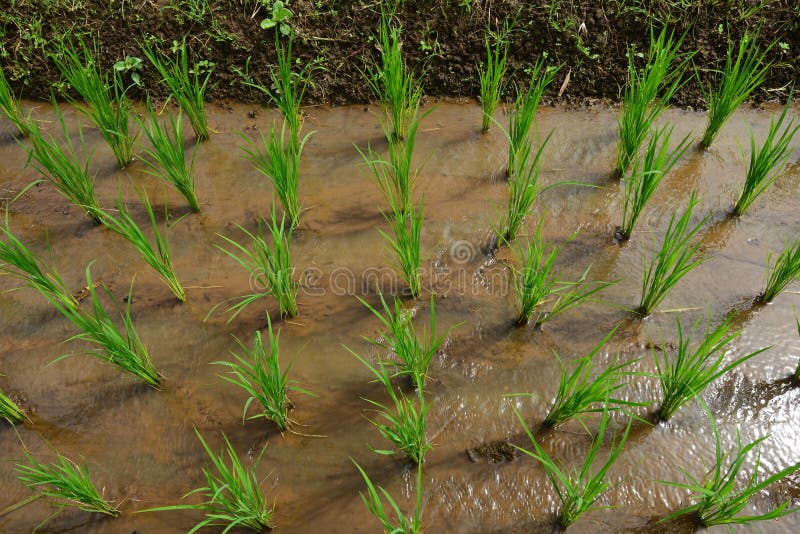 The Pattern of Green Terraced Rice Field Stock Image - Image of rhythm ...