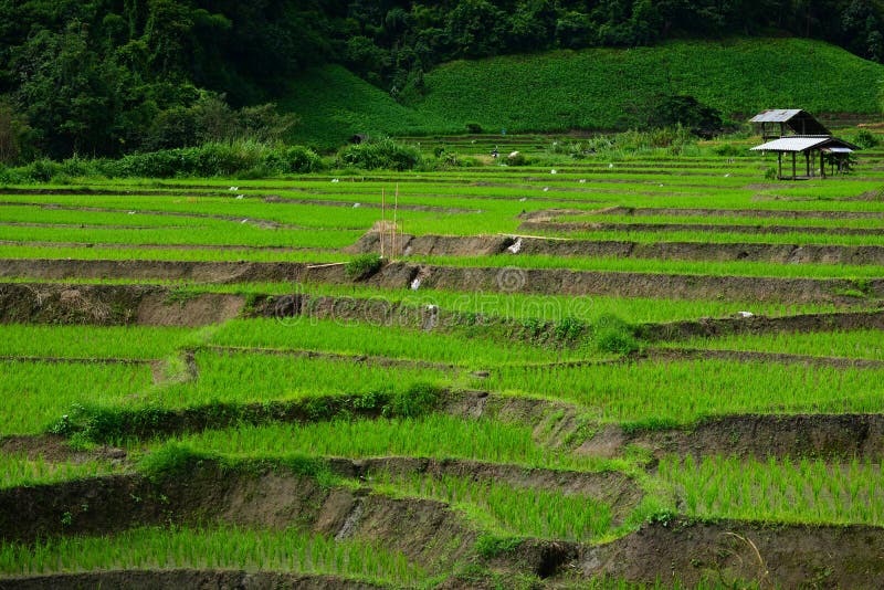 The Pattern of Green Terraced Rice Field Stock Photo - Image of ...