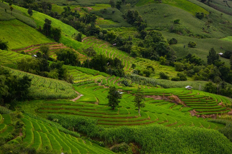 The Pattern of Green Terraced Rice Field Stock Photo - Image of farming ...
