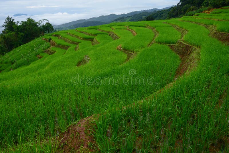 The Pattern of Green Terraced Rice Field Stock Photo - Image of ...