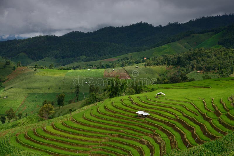 The Pattern of Green Terraced Rice Field Stock Image - Image of pattern ...