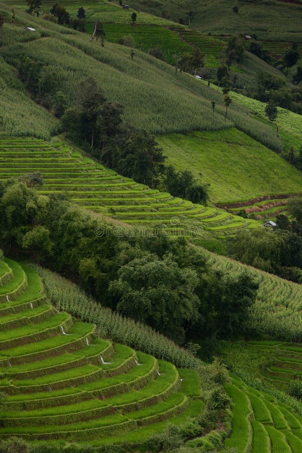 The Pattern of Green Terraced Rice Field Stock Image - Image of hill ...