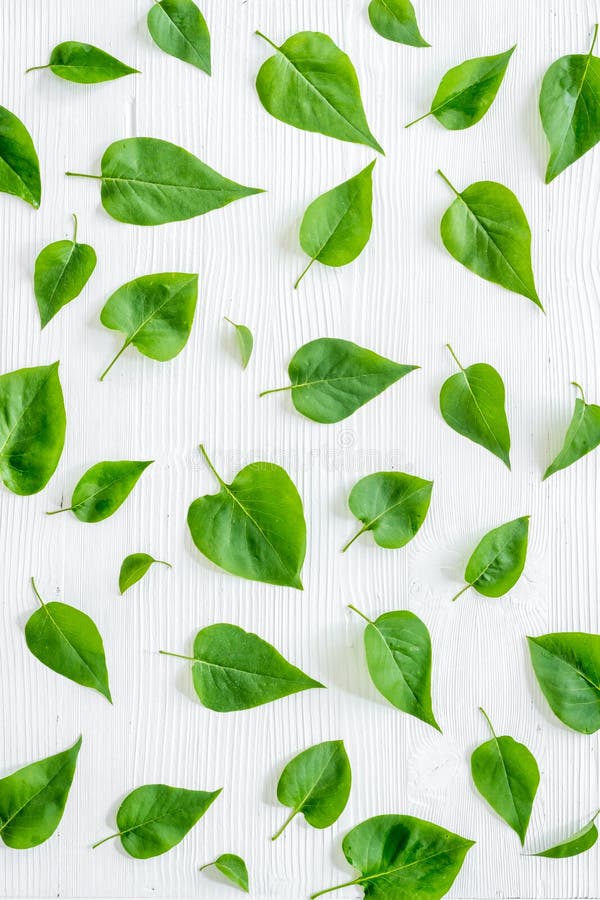 Pattern of Green Tree Leaves, Nature Background. Overhead View, Flat ...