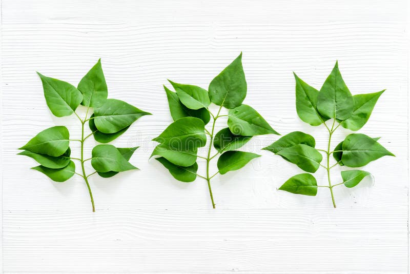 Pattern of Green Tree Leaves, Nature Background. Overhead View, Flat ...