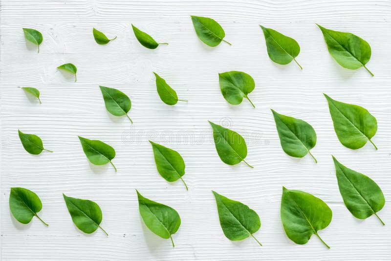 Pattern of Green Tree Leaves, Nature Background. Overhead View, Flat ...