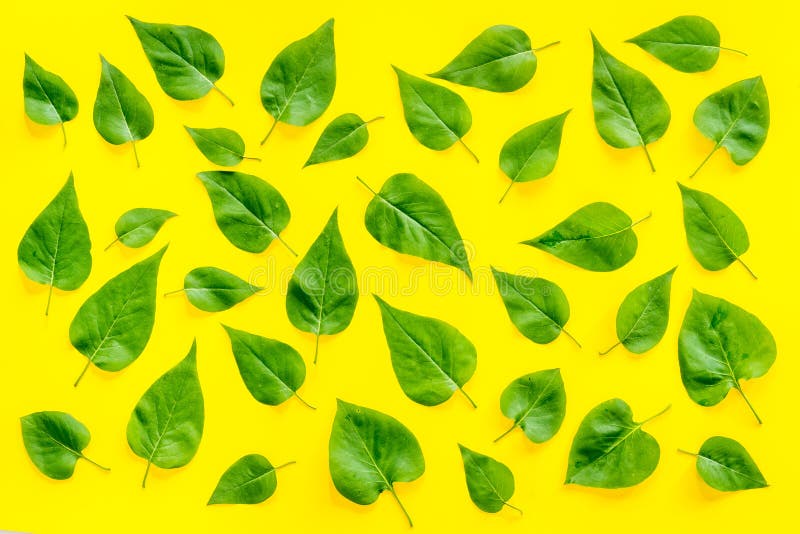 Pattern of Green Tree Leaves, Nature Background. Overhead View, Flat ...