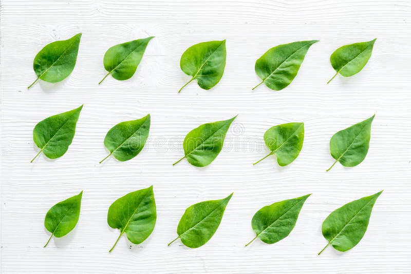 Pattern of Green Tree Leaves, Nature Background. Overhead View, Flat ...
