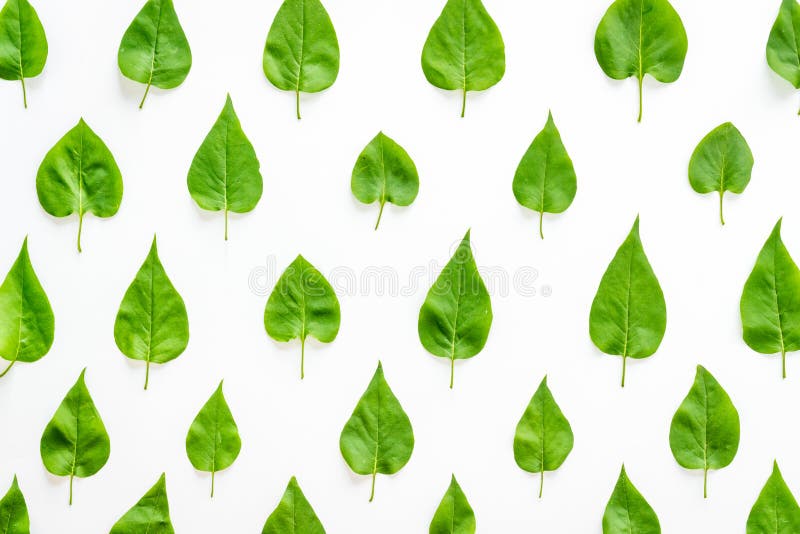 Pattern of Green Tree Leaves, Nature Background. Overhead View, Flat ...