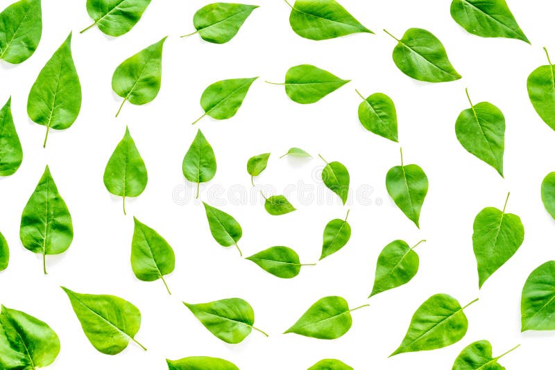 Pattern of Green Tree Leaves, Nature Background. Overhead View, Flat ...