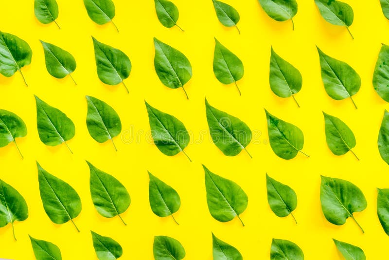 Pattern of Green Tree Leaves, Nature Background. Overhead View, Flat ...