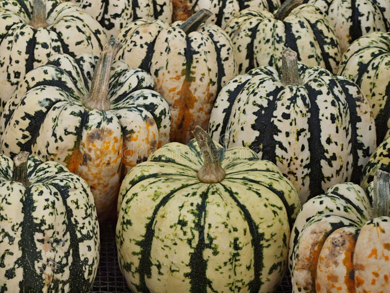 Many Pumpkins in Green and White Stock Image - Image of colours ...