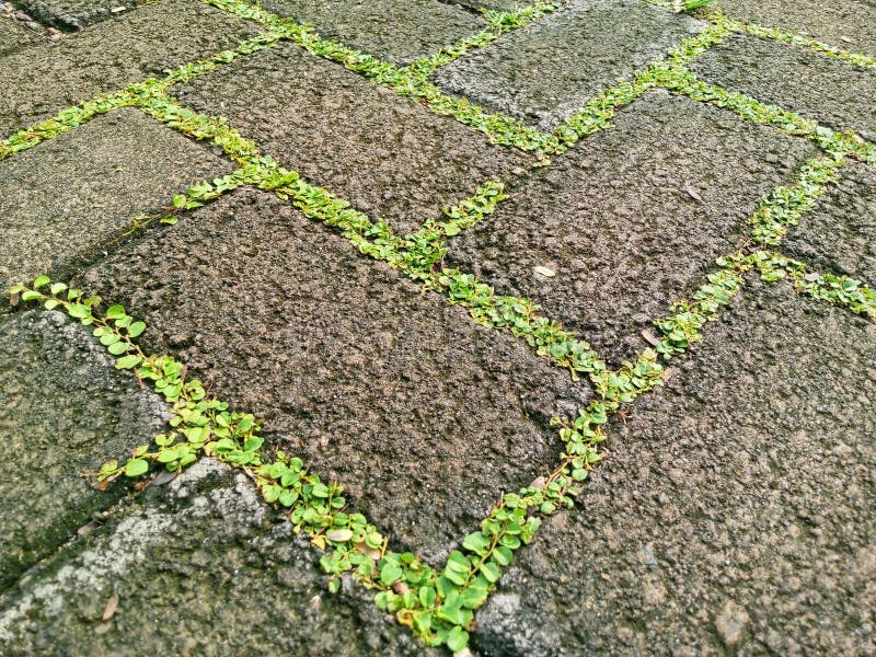 A Pattern of Grey Paver Blocks with Vibrant Green Moss or Small Plants ...