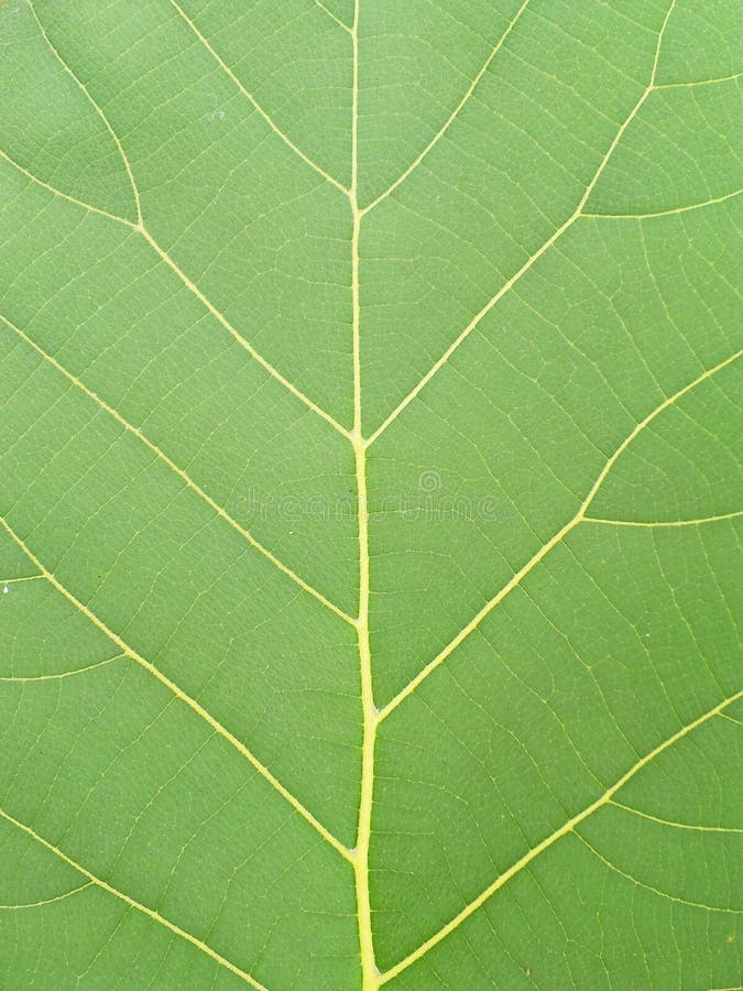 Pattern of Growing Leaf Surface Stock Image - Image of decoration ...