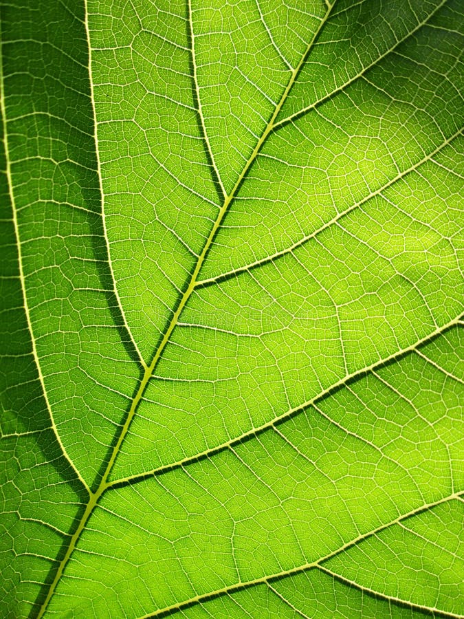 Pattern of Growing Leaf Surface Stock Photo - Image of fresh, detail ...