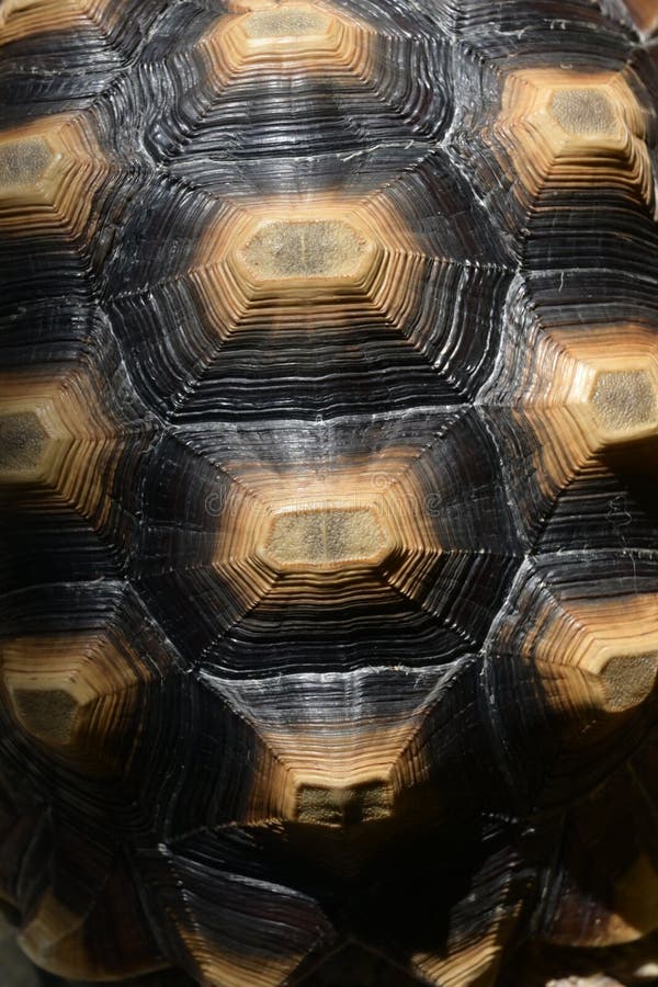 Pattern of Hard Tortoiseshell, Closeup Image of Turtle Animal Stock ...
