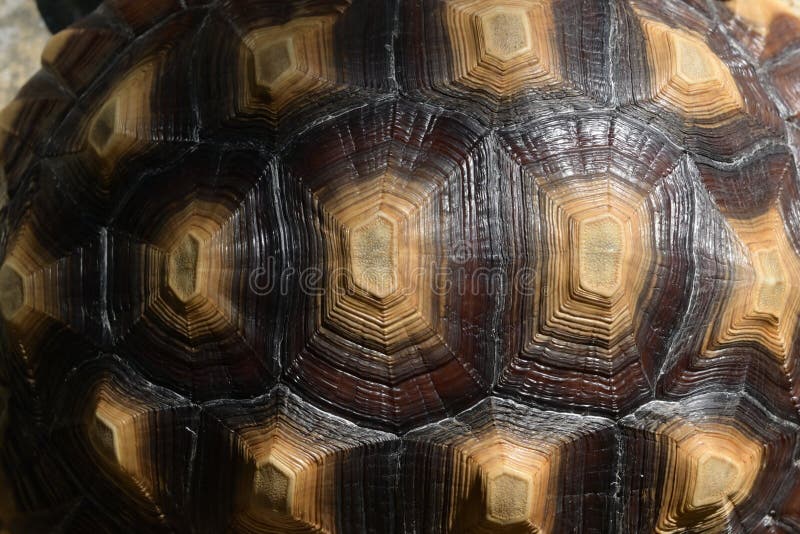 Pattern of Hard Tortoiseshell, Closeup Image of Turtle Stock Image ...