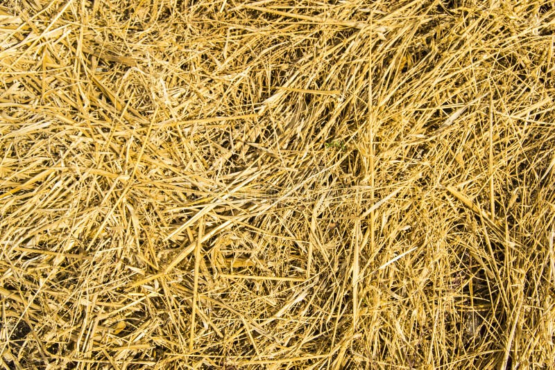 Pattern of hay stock image. Image of background, haystack - 59170209