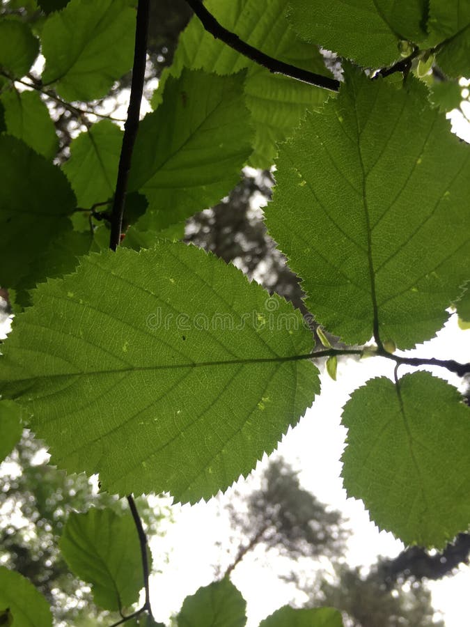 Hazel`s leaves stock image. Image of leaves, flower, hazels - 92308293