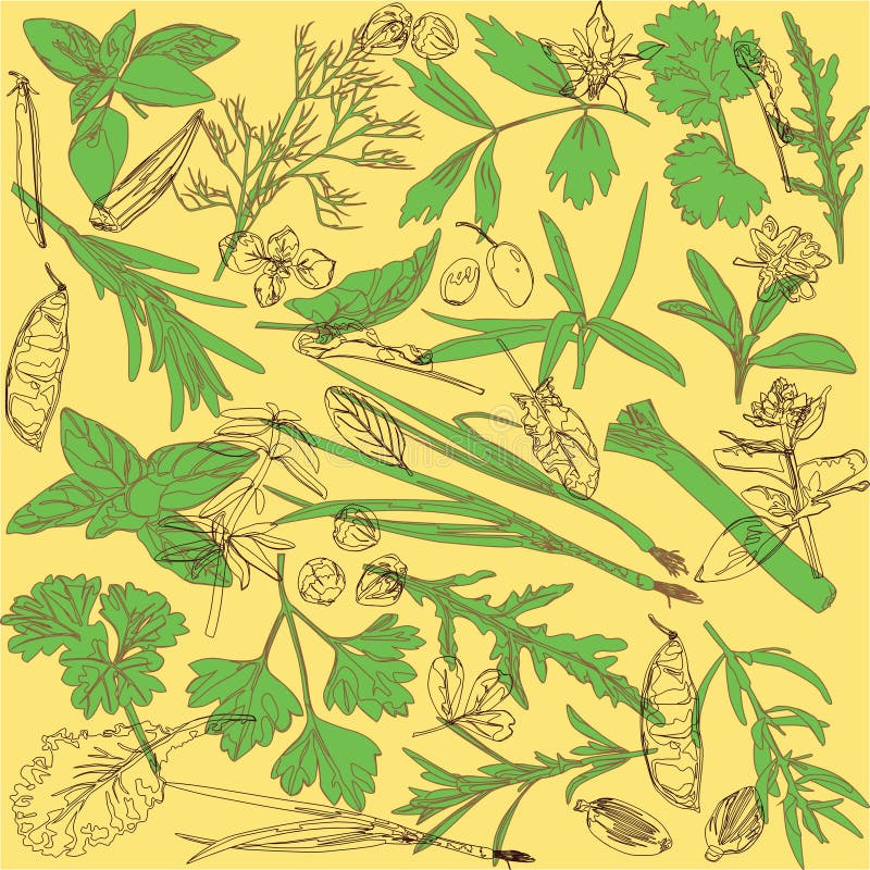 Seamless Pattern with Line Drawing Herbs Stock Vector - Illustration of ...