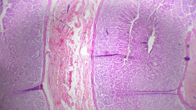 Histology of Stomach, Light Micrograph Footage Stock Footage - Video of ...