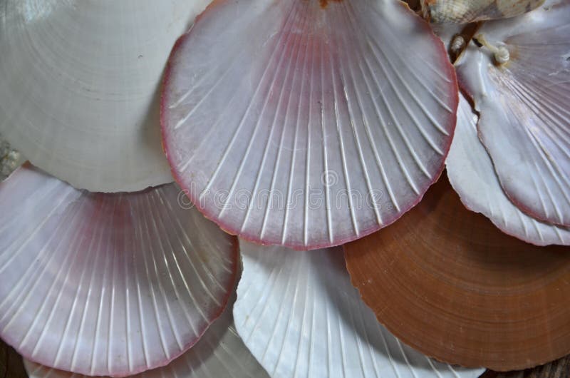 Pattern of Inside Sea Shell Stock Photo - Image of skin, nature: 93170344