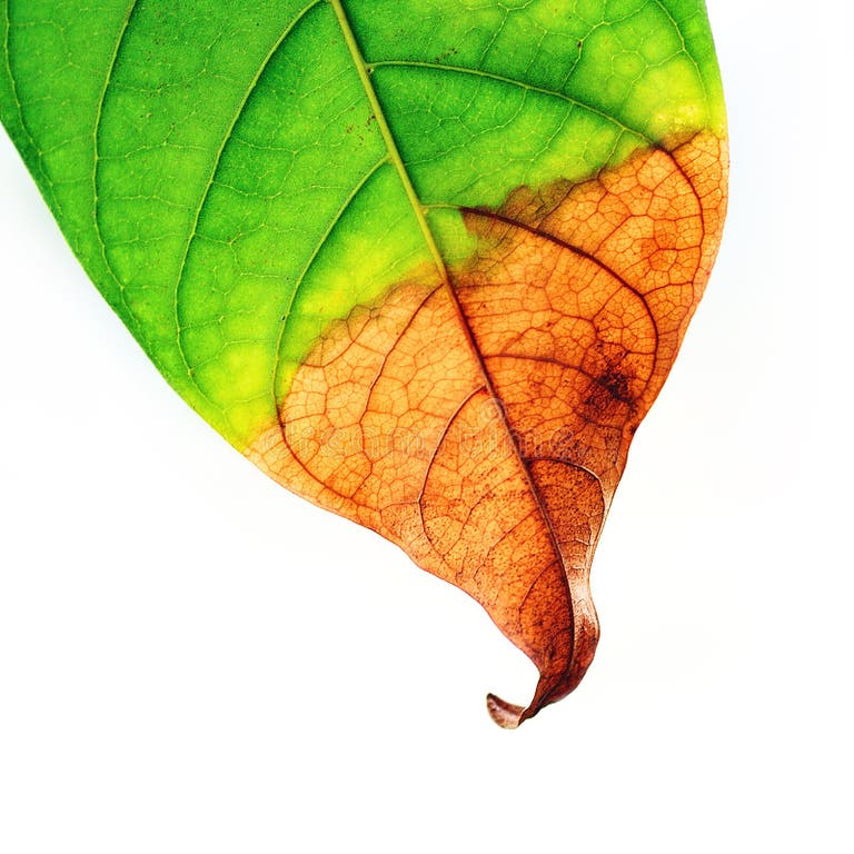 Reticulate Parallel Venation Stock Photos - Free & Royalty-Free Stock ...